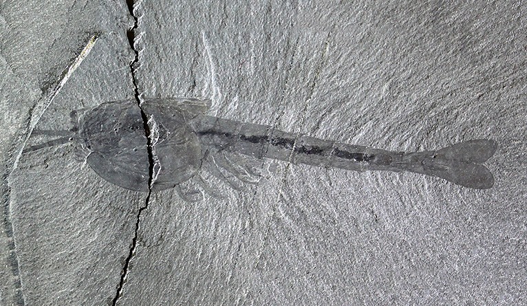 Fossils, Tree Rings, and Ice Cores: Science as History | 350 Pilipinas